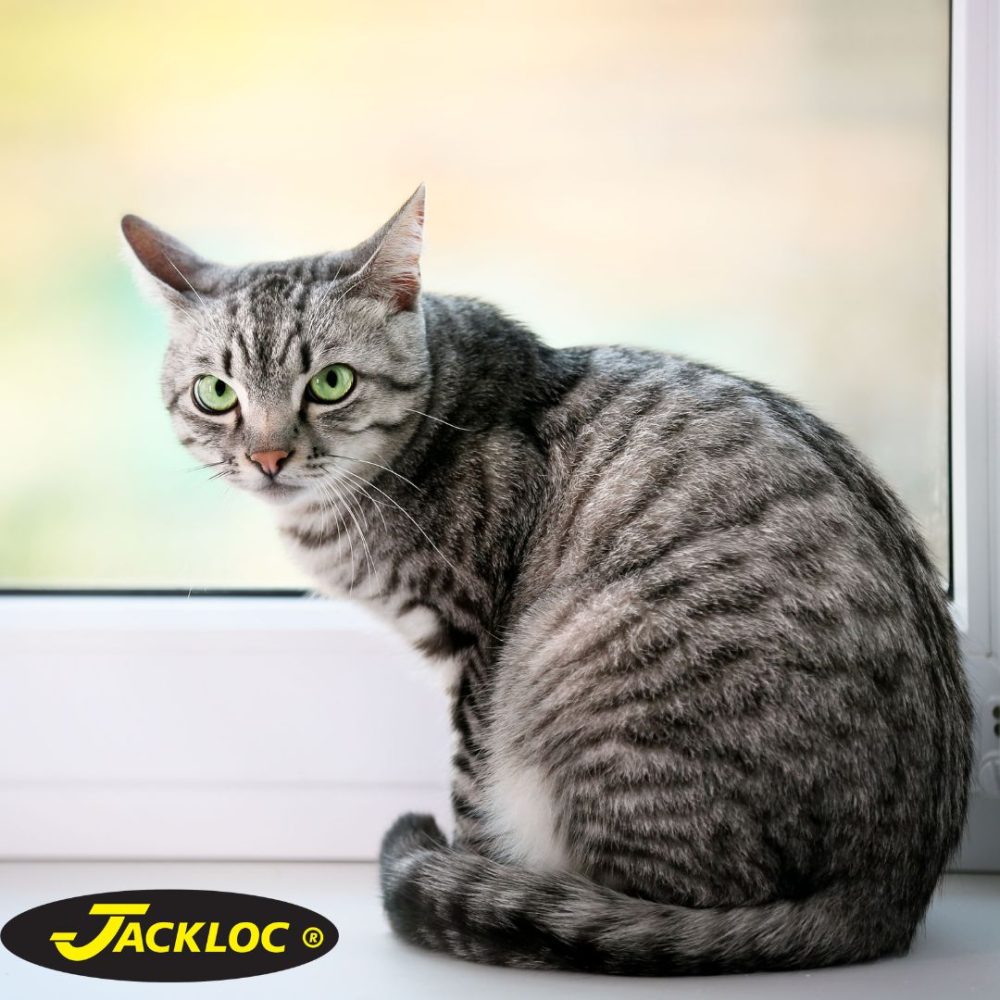 Cat proofing windows for pet safety - Jackloc